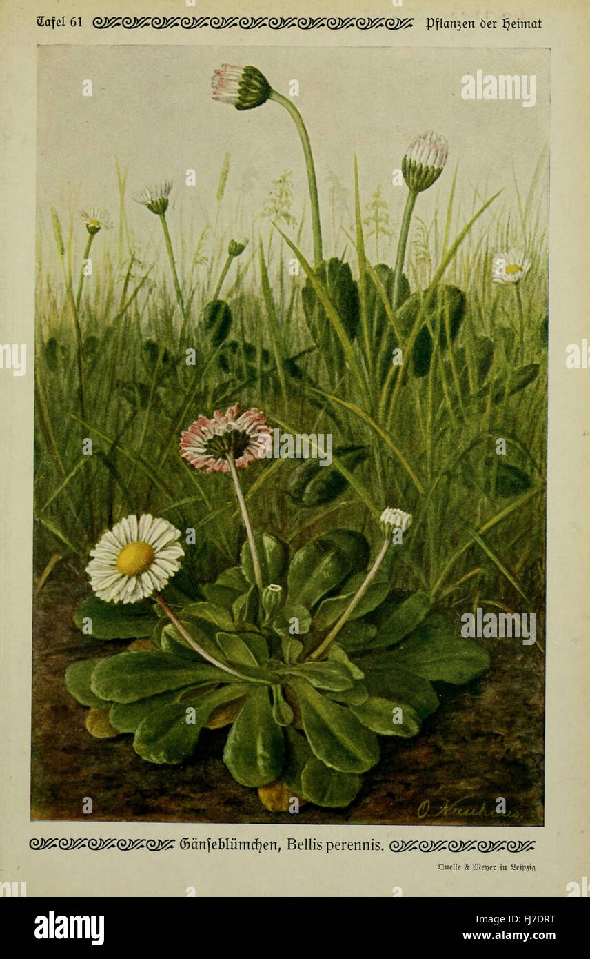 An illustration from 'Pflanzen der Heimat' showing native plants from ...