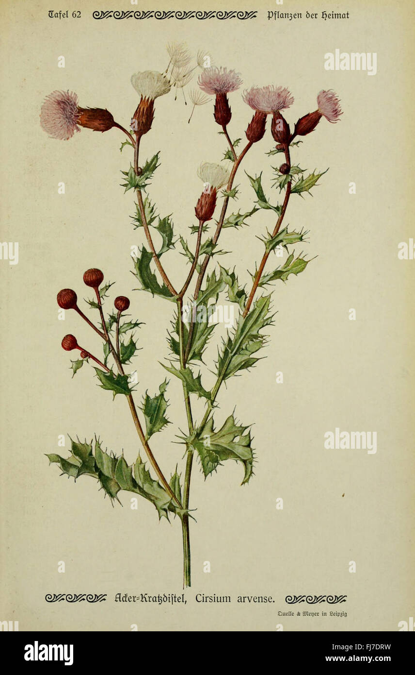Pflanzen der Heimat (Tafel 62), showcasing native plants of Germany ...