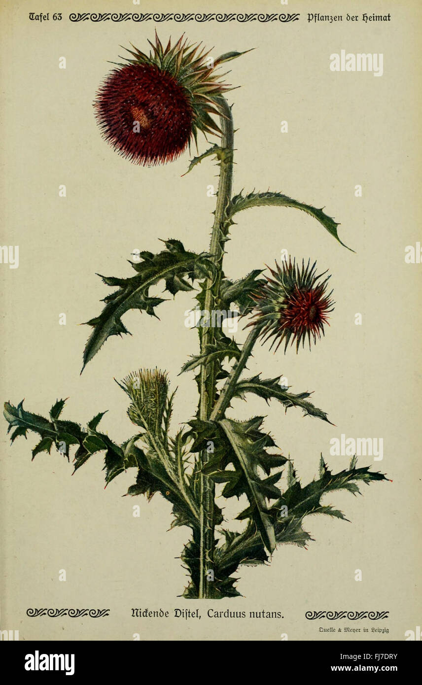 A botanical illustration from the German work 'Pflanzen der Heimat ...