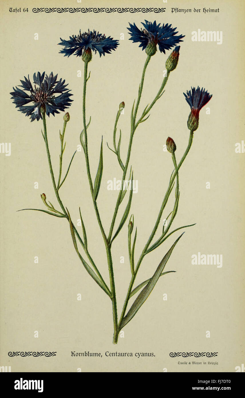 Pflanzen der Heimat (Tafel 64) - Plants of the Homeland: A Study of ...