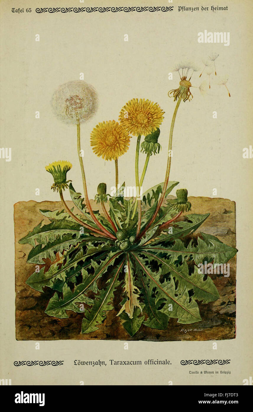 A botanical work focusing on native plants of Germany, providing ...