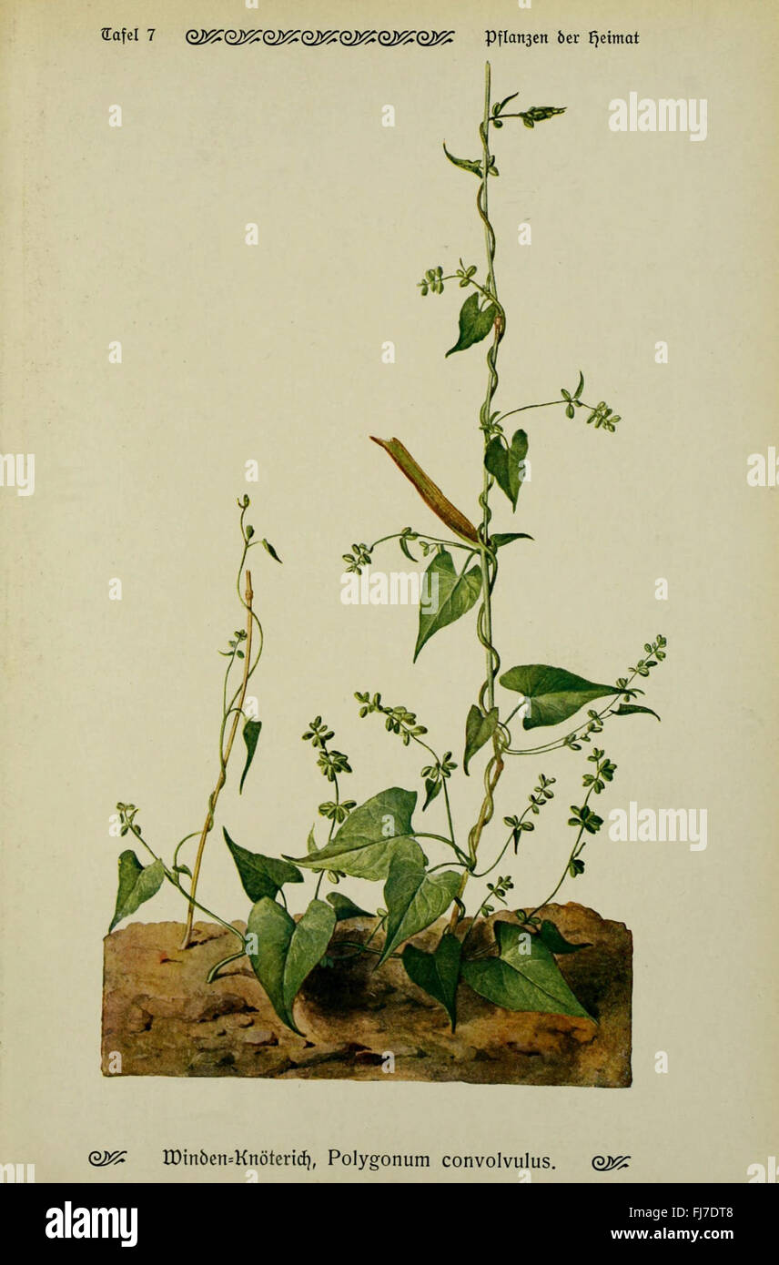 Botanical illustration from 'Pflanzen der Heimat,' plate 7, featuring ...