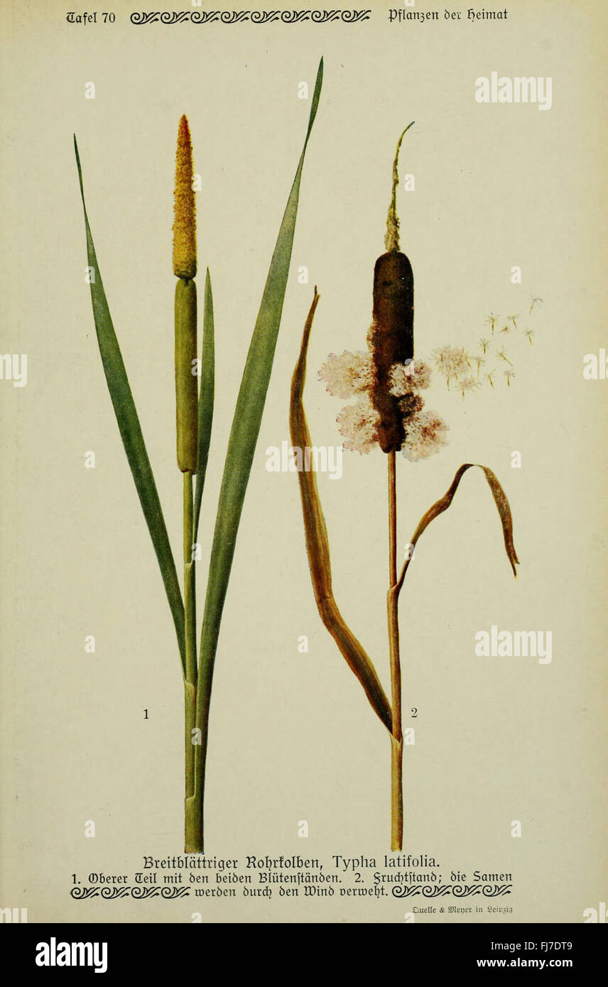 A pictorial work showcasing native plants of Germany, illustrating ...
