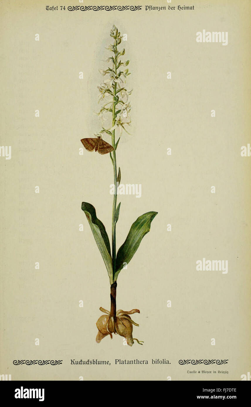 Pflanzen der Heimat, Plate 74, depicting native plants of Germany ...