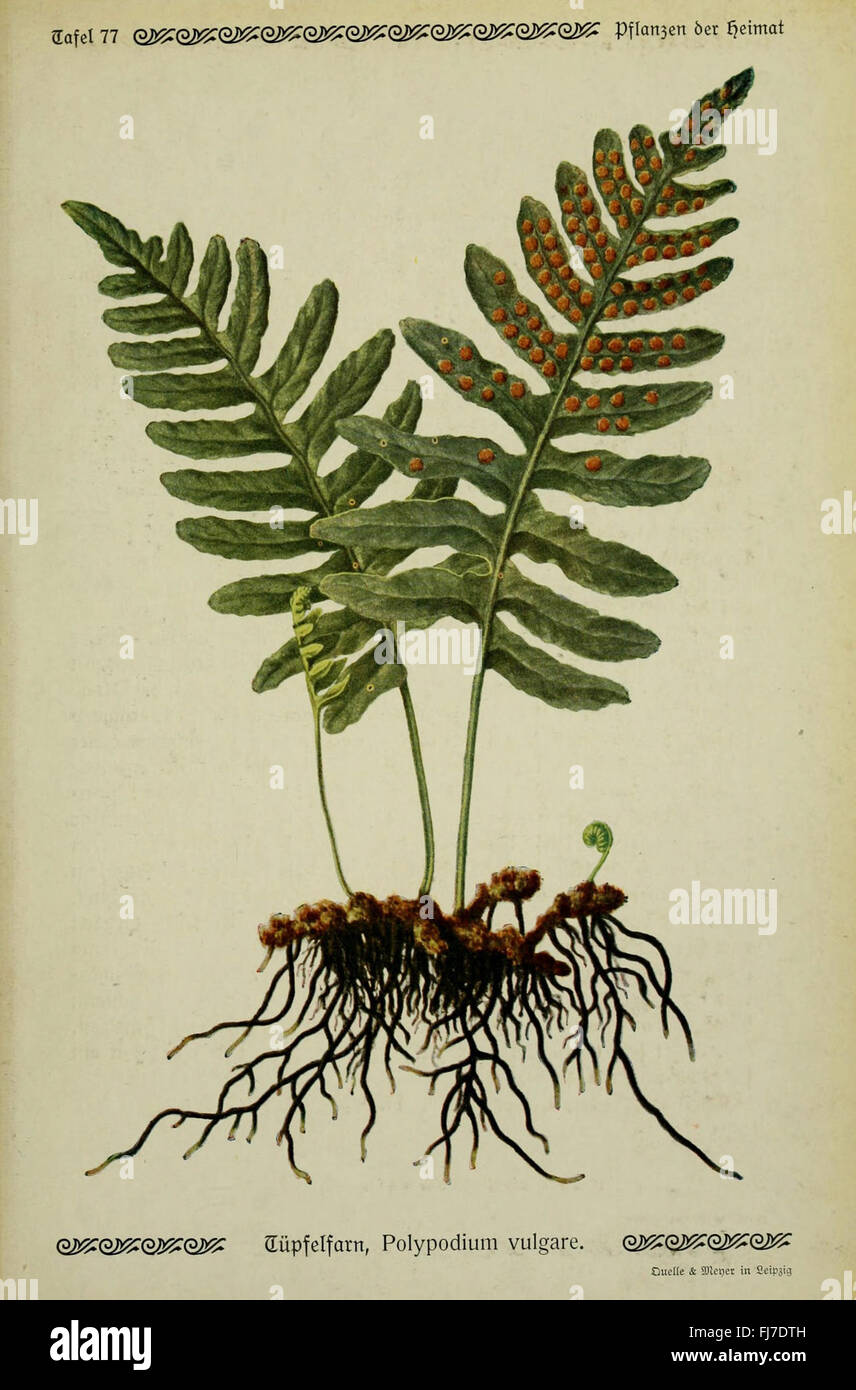 A botanical work featuring native plants from Germany, illustrated with ...