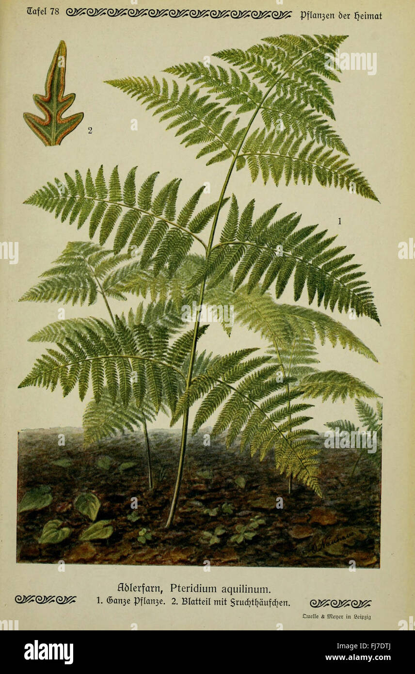 Pflanzen der Heimat (Tafel 78) - A botanical illustration of native ...