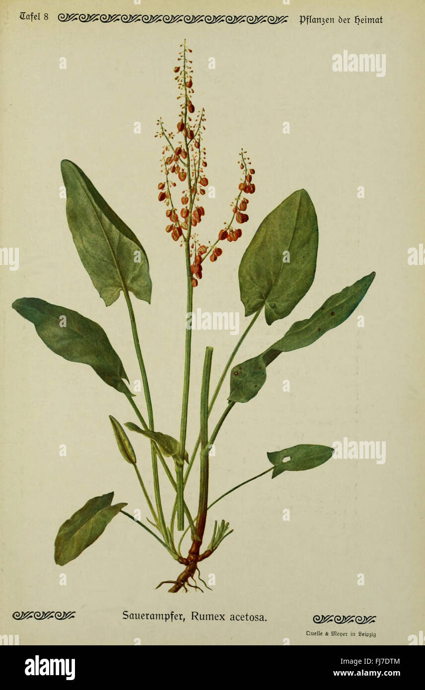 Illustrated botanical reference on native German plants, documenting ...