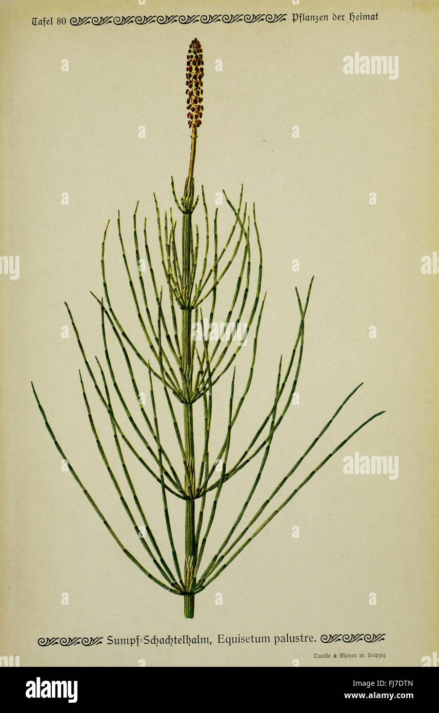 An illustrated collection of native plants from Germany, detailing ...