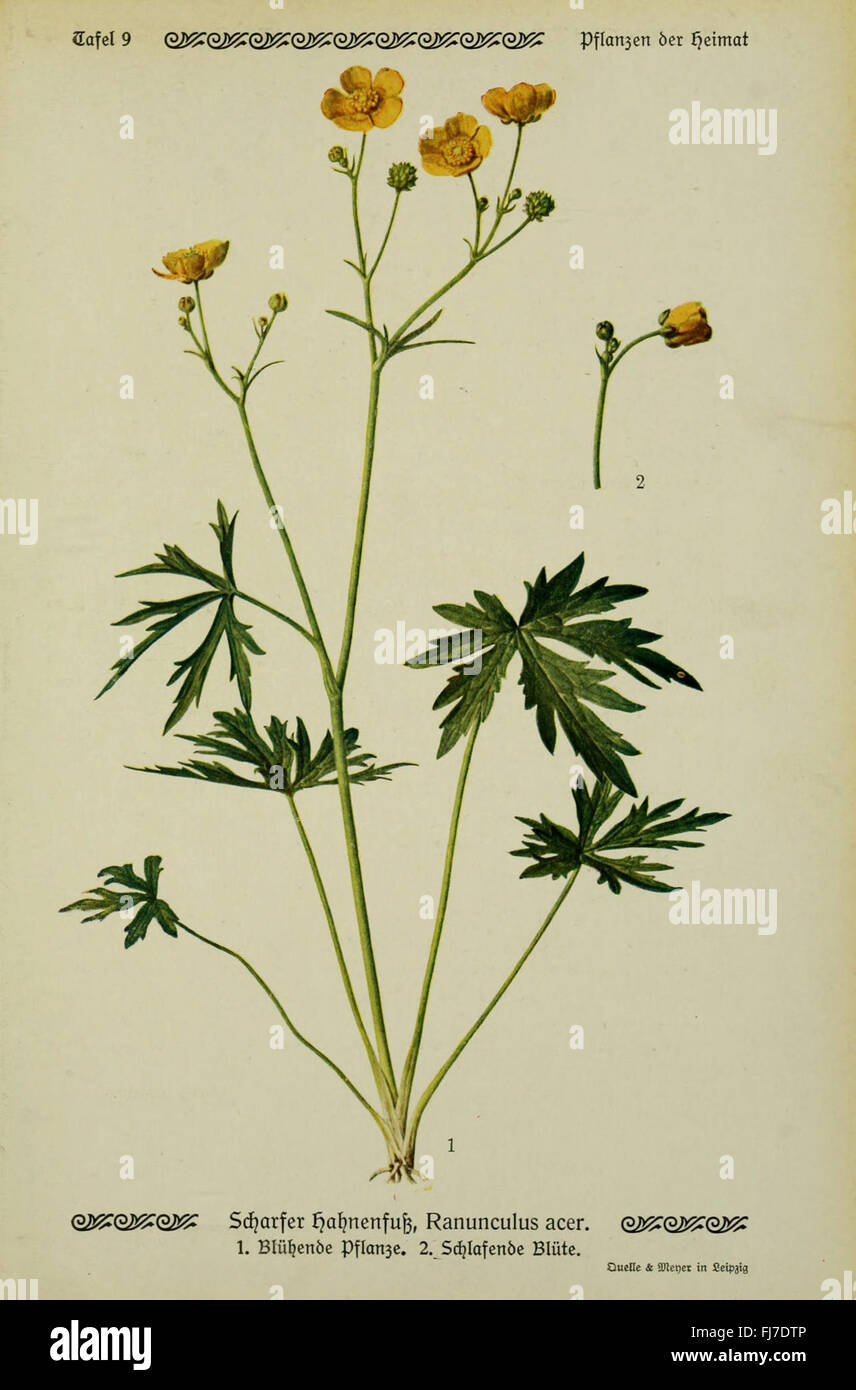 Pflanzen der Heimat (Tafel 9) - A depiction of native plants in Germany ...