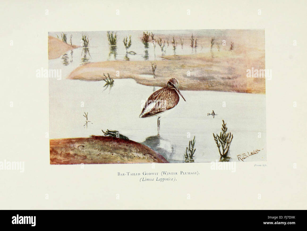 This collection of ornithological illustrations captures various bird ...