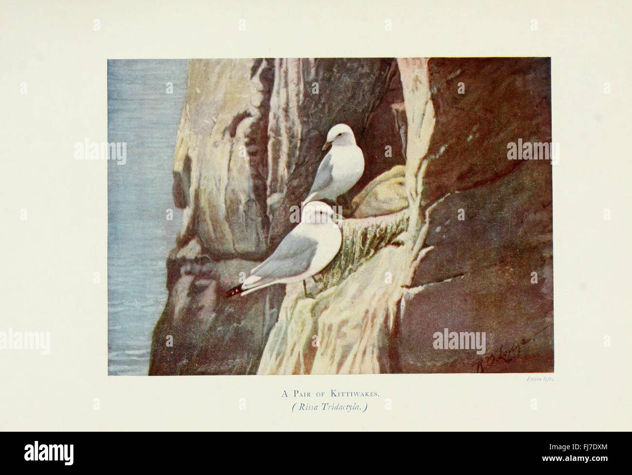 Illustrated study of bird life, with a focus on species behavior ...