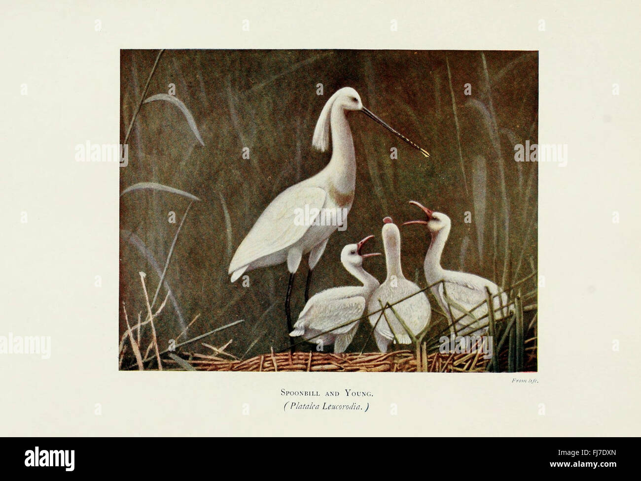 A pictorial work featuring detailed illustrations of various bird ...