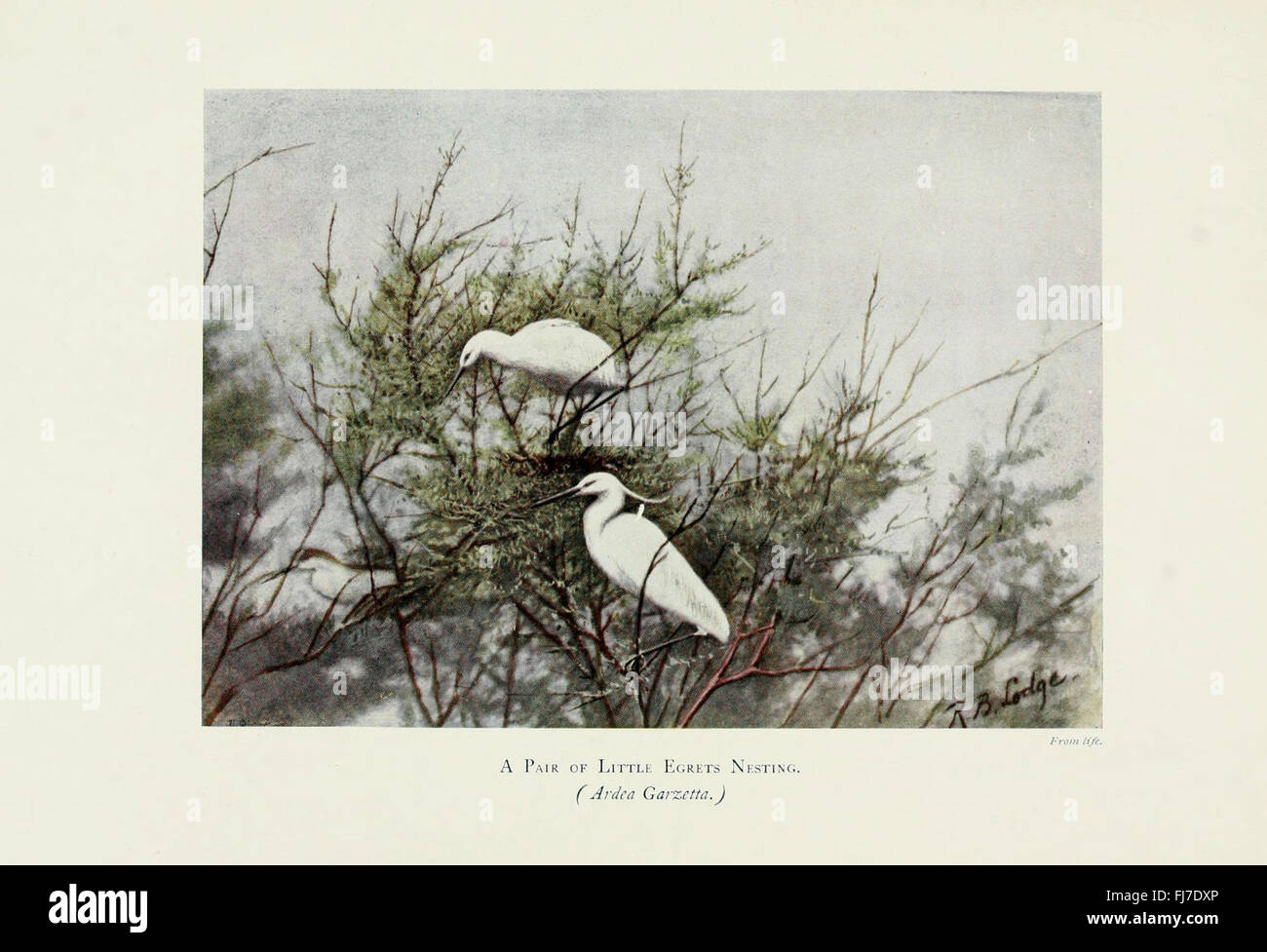 A pictorial representation of bird life, highlighting various species ...