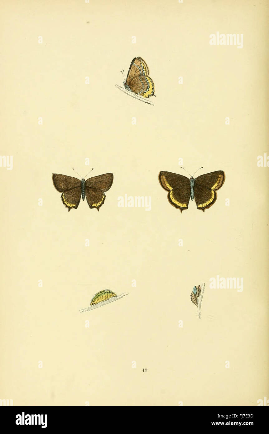 A historical account of British butterflies, documenting species and ...