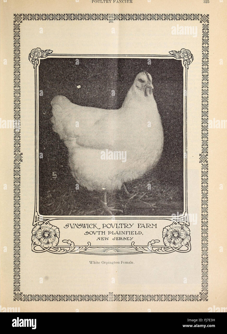 Poultry breeding, aviculture, chicken farming, poultry care, bird ...