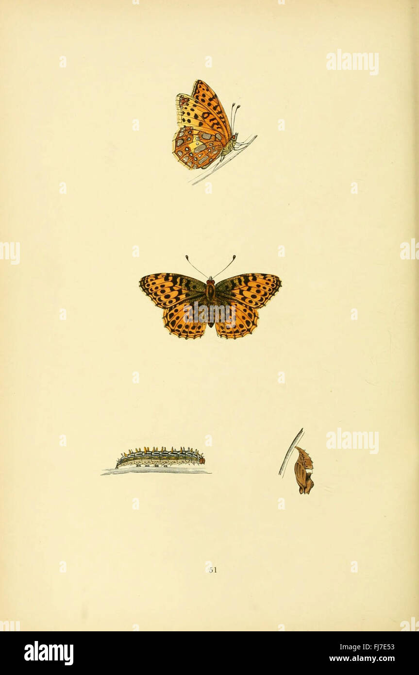 A historical account of British butterfly species, featuring detailed ...