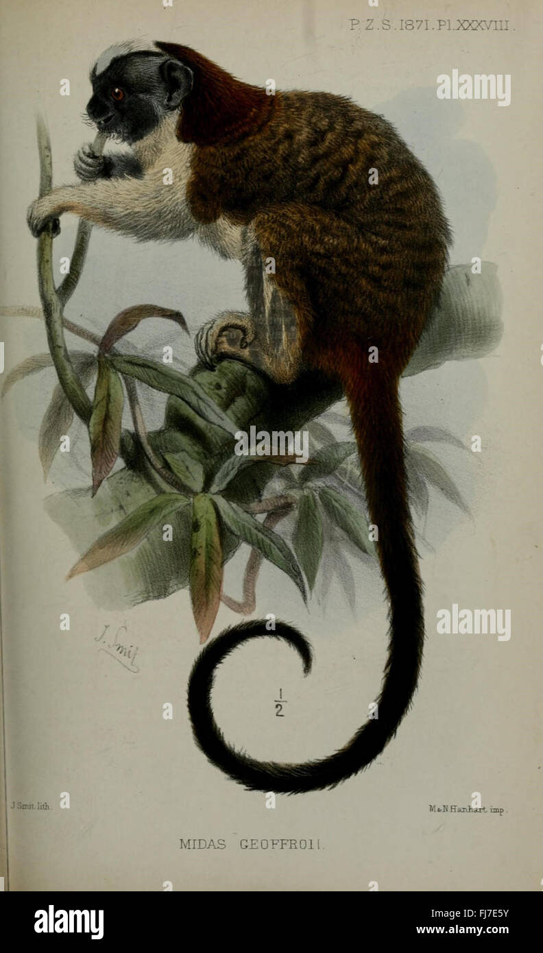 Proceedings of the Zoological Society of London Stock Photo - Alamy