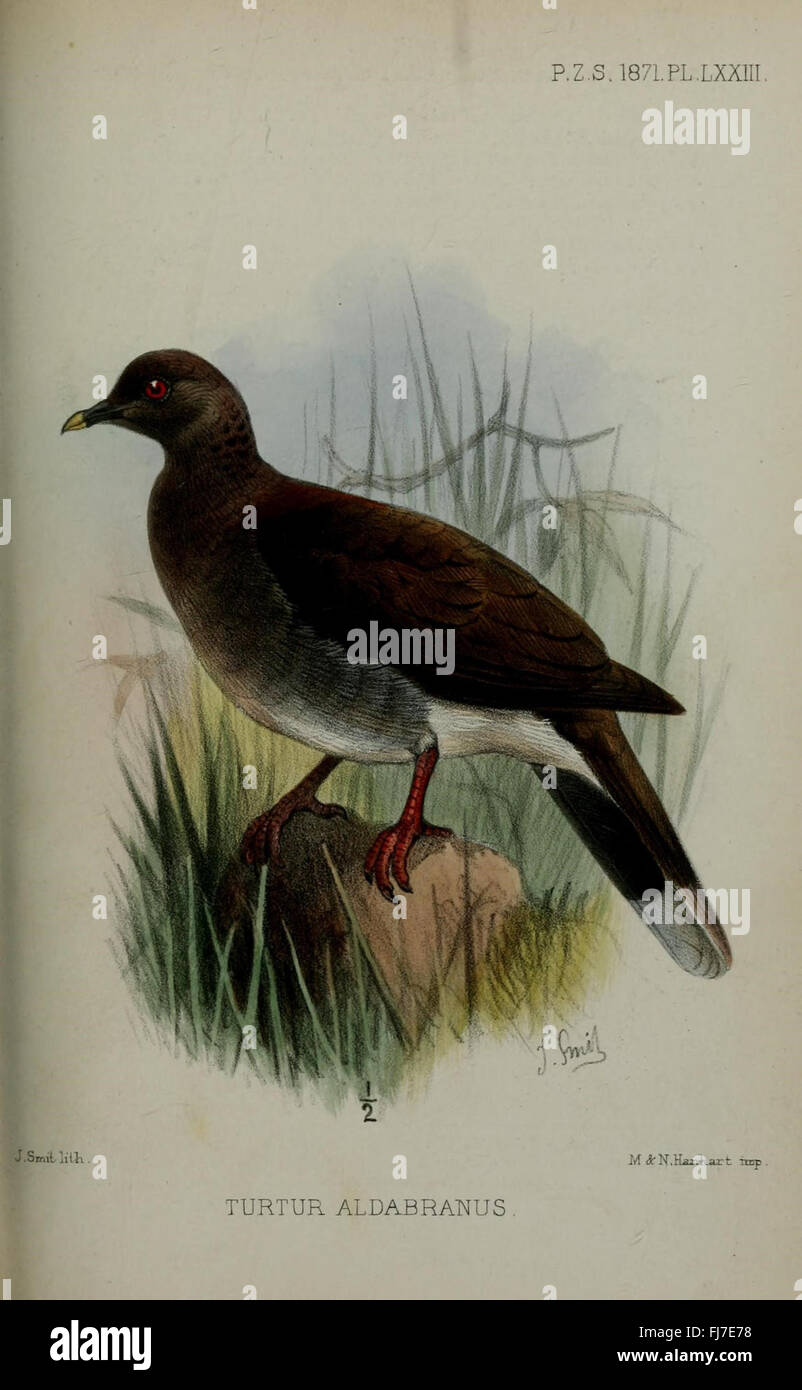 A journal featuring research on zoology, including studies on animal ...