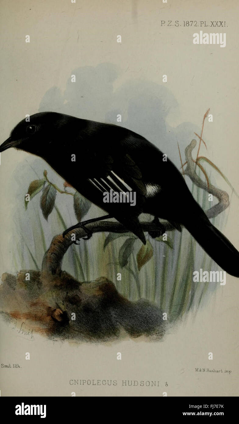 Zoology, natural history, animal classification, species studies ...