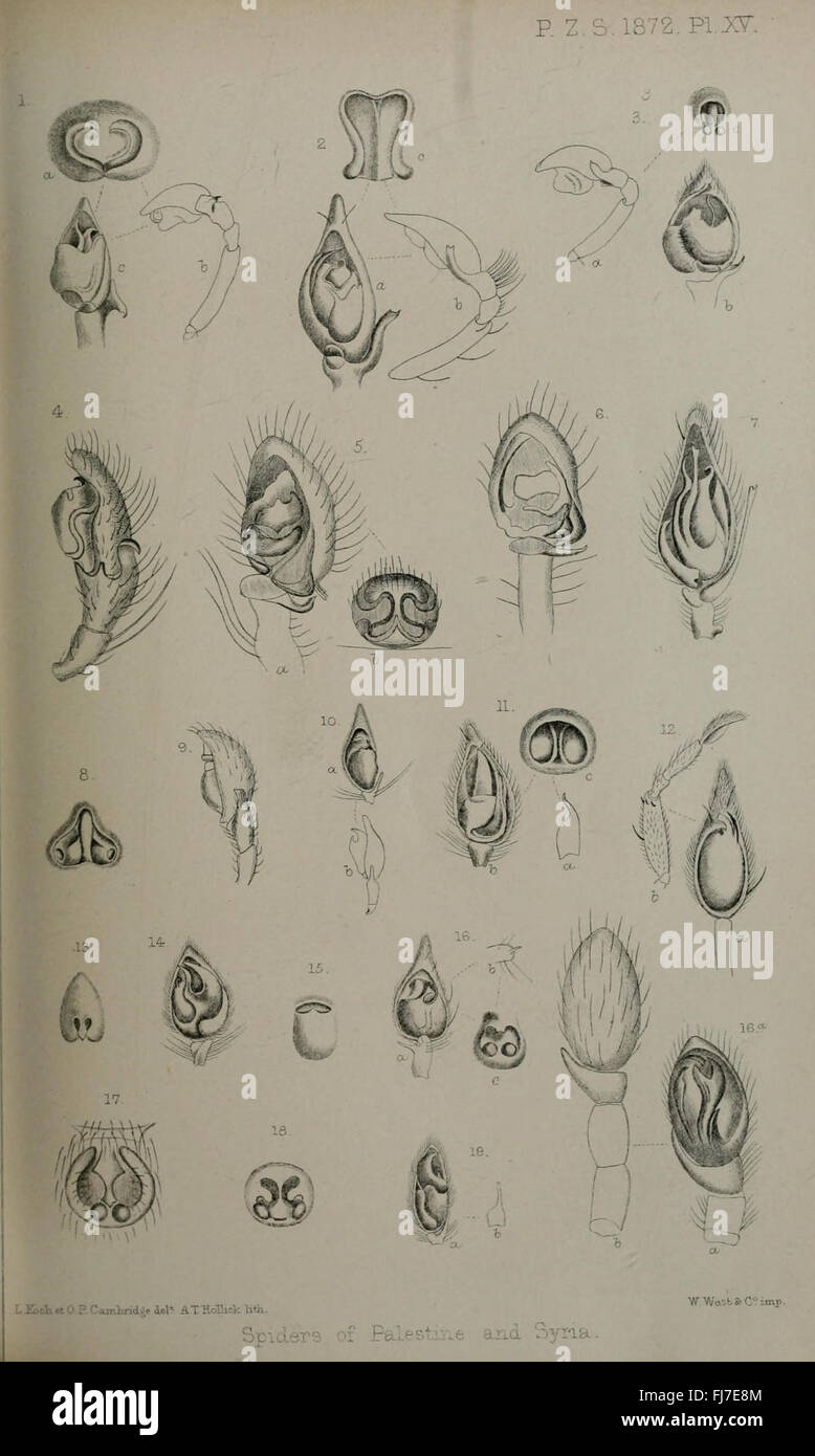 Proceedings Zoological Society London High Resolution Stock Photography ...