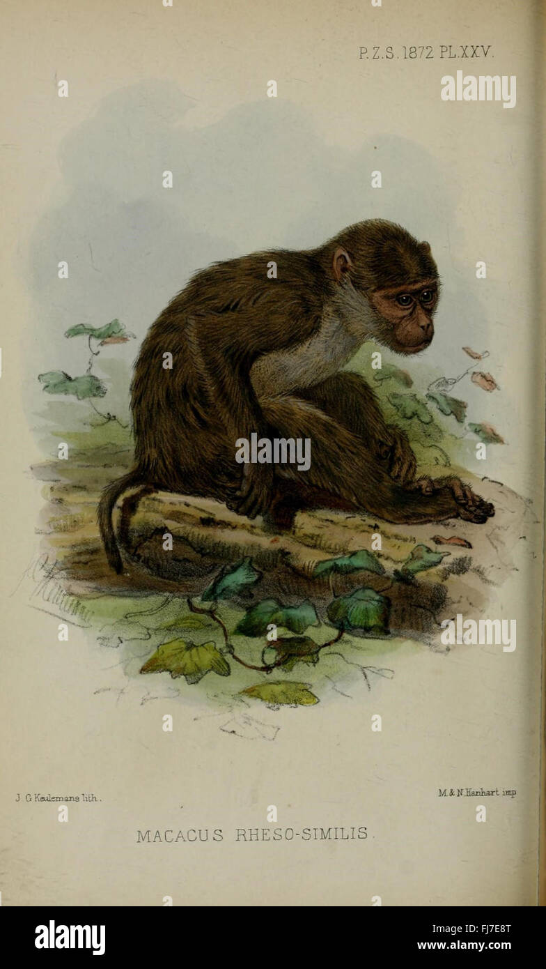 Natural History Museum Library, London Stock Photo - Alamy