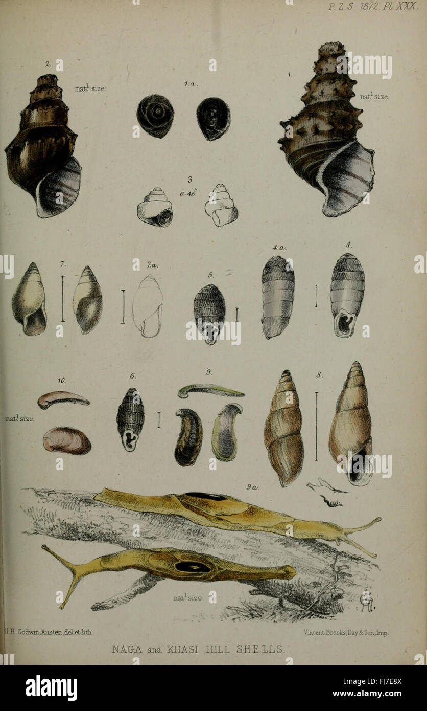 Proceedings Zoological Society London High Resolution Stock Photography ...