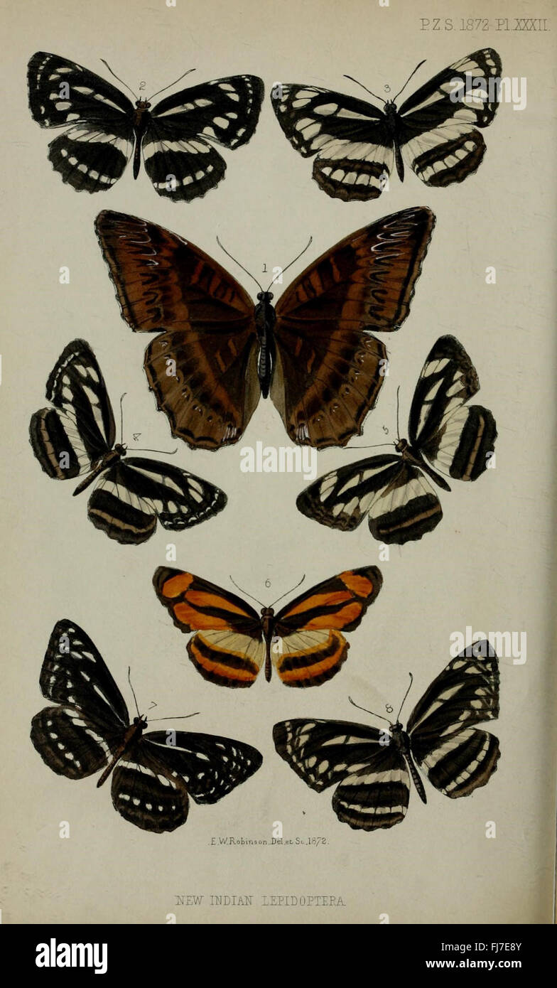 Proceedings Zoological Society London High Resolution Stock Photography ...