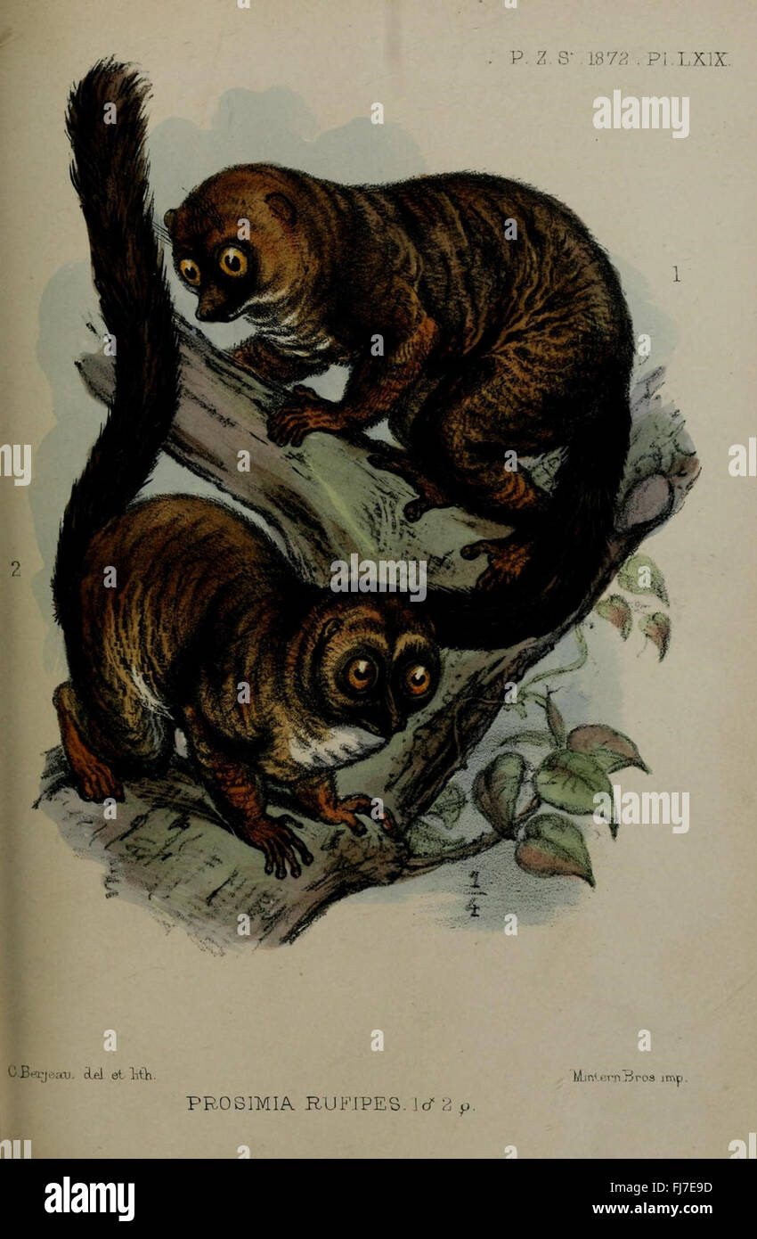 A scientific periodical documenting research and discoveries in zoology ...