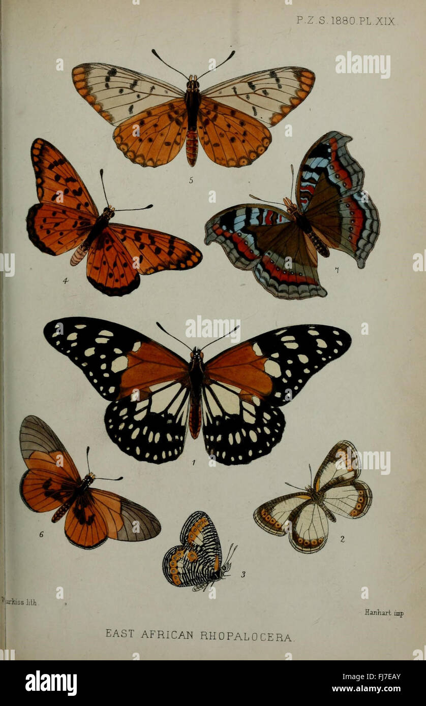 A periodical documenting the latest research and discoveries in zoology ...