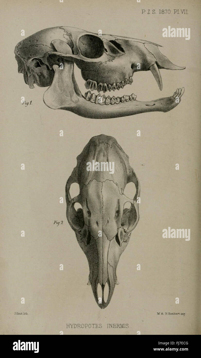 A scientific report from the Zoological Society of London, documenting ...
