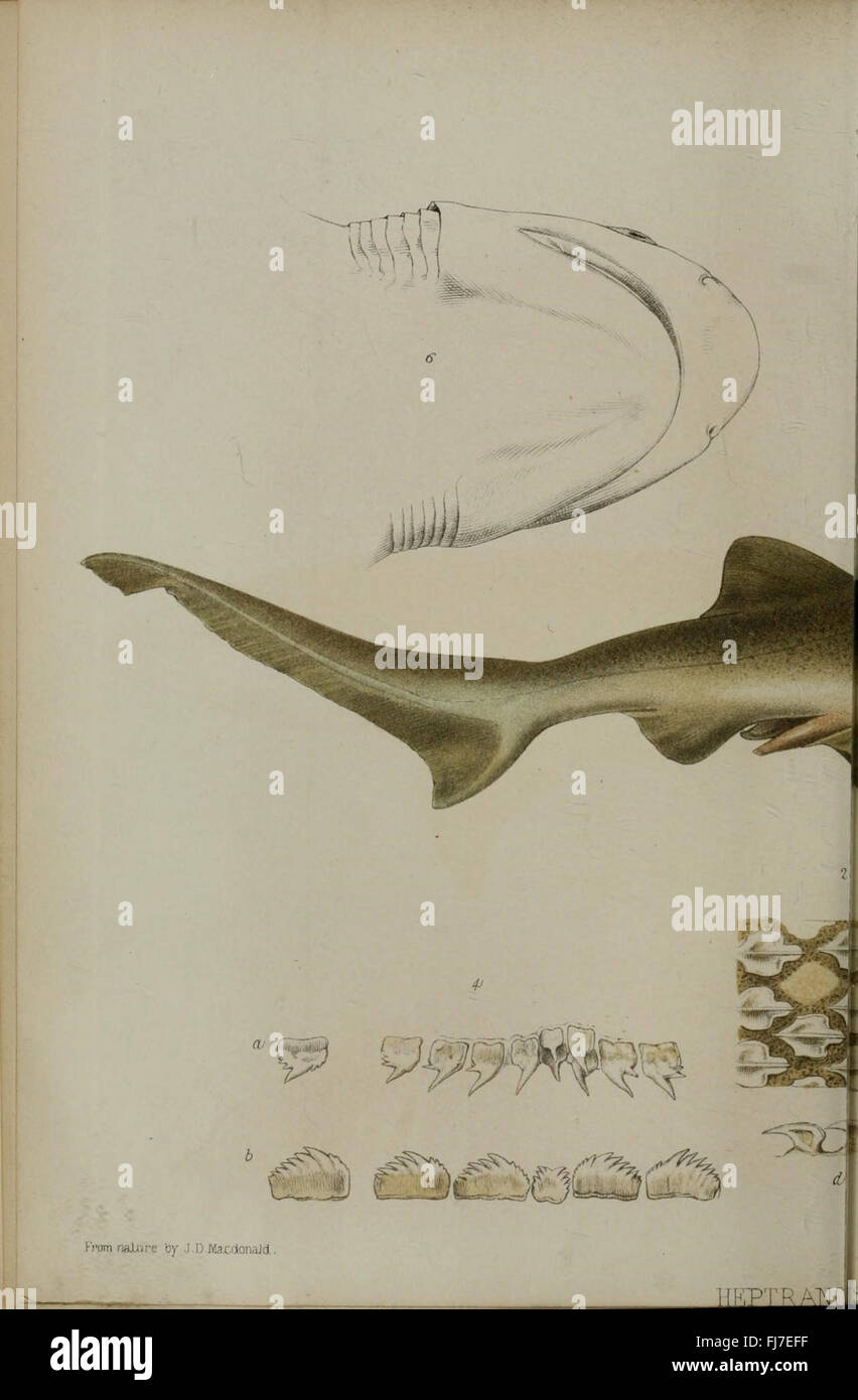 A periodical documenting the findings and proceedings of the Zoological ...