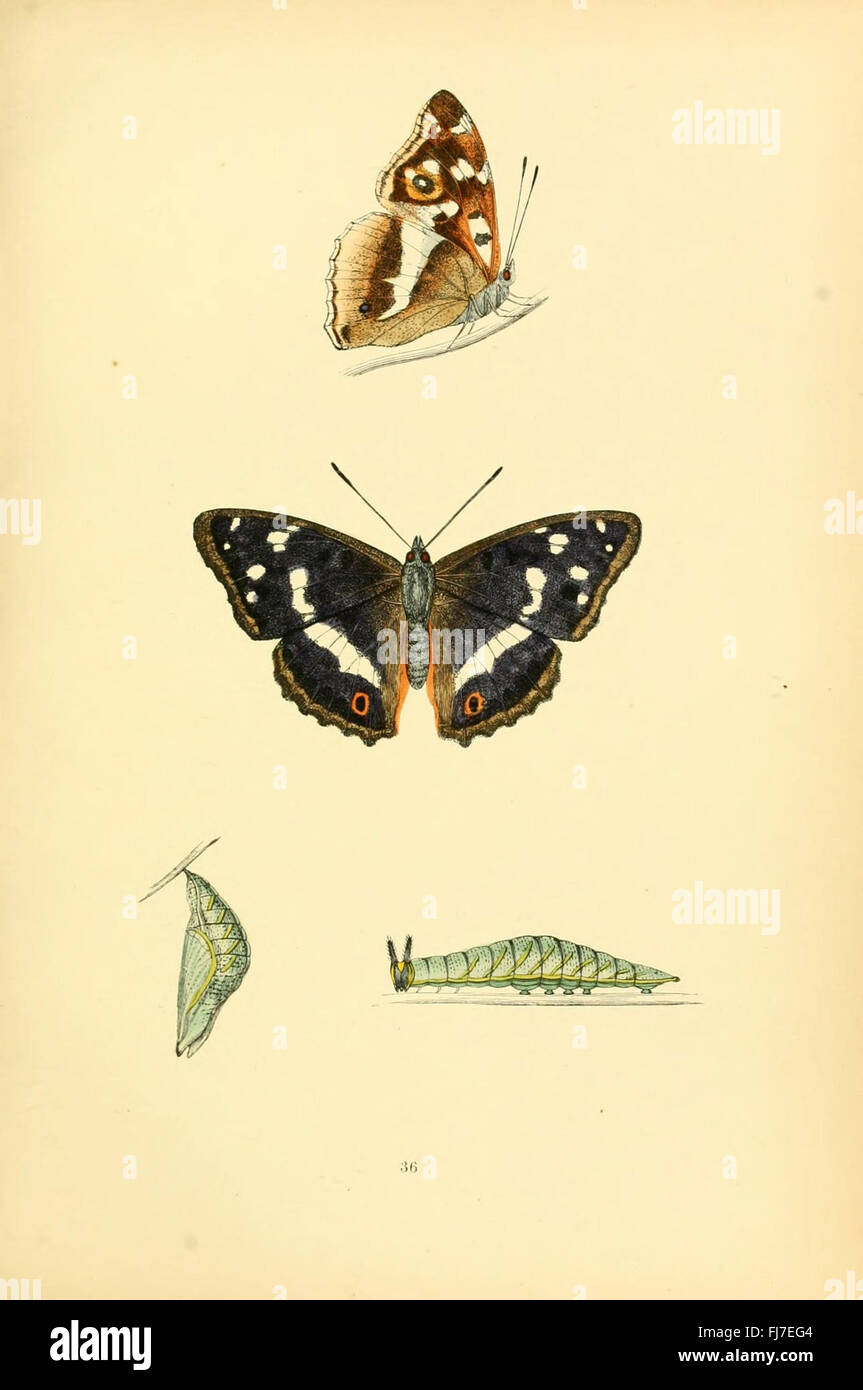An illustrated history documenting the butterflies of Great Britain ...