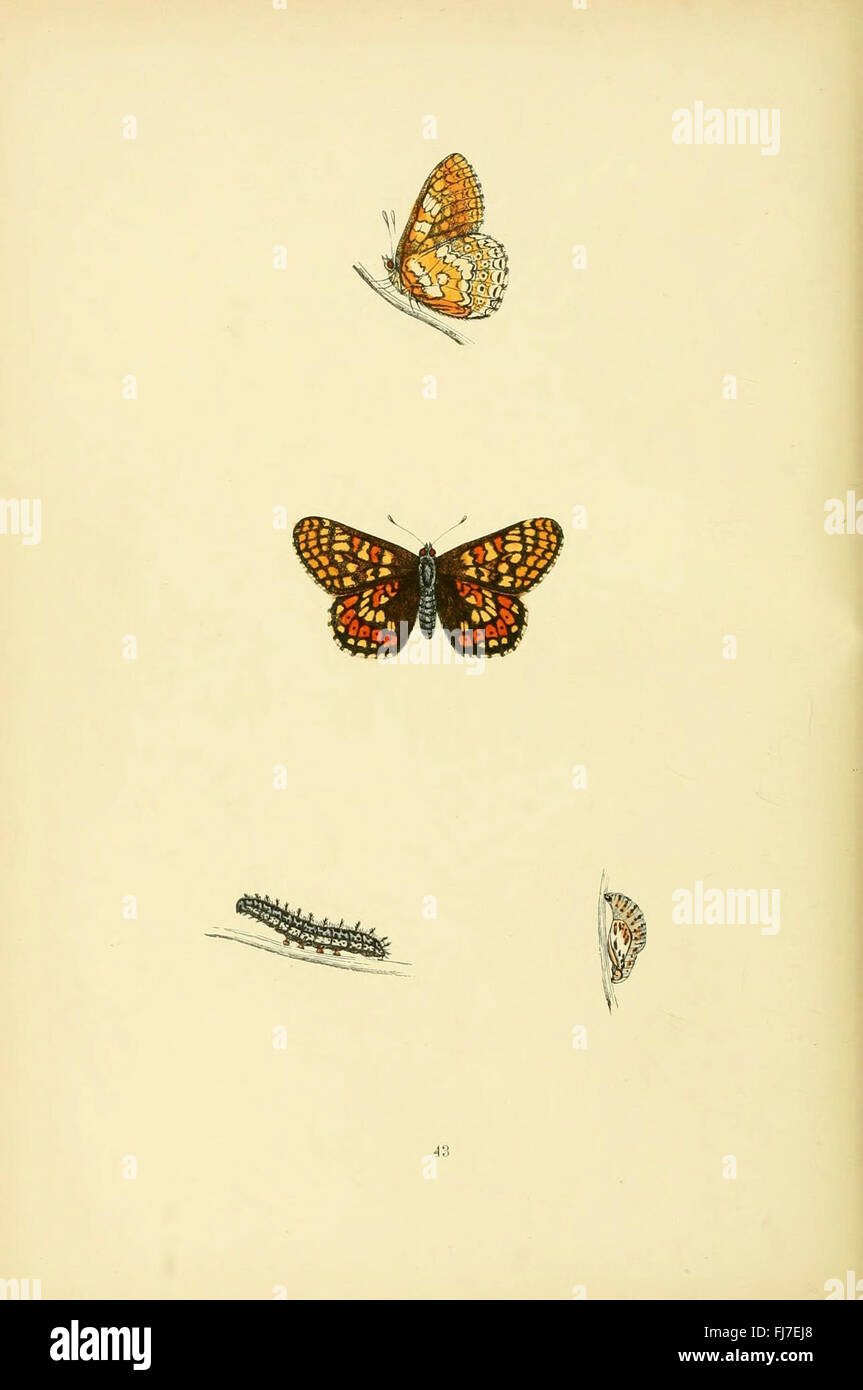 A comprehensive account of British butterfly species, detailing their ...