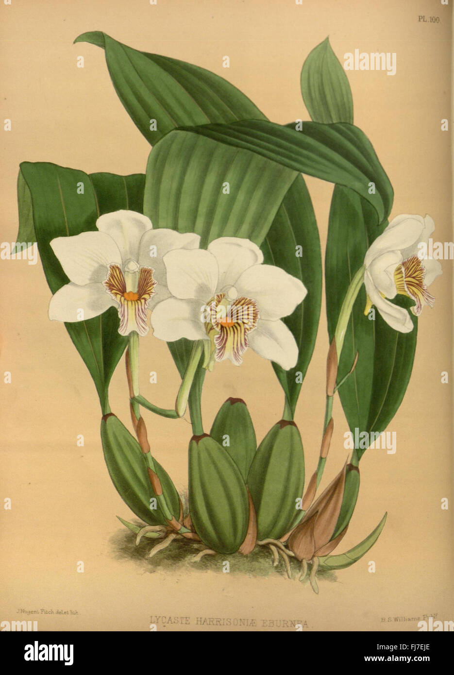 Peter h raven library orchidaceae periodicals pictorial works hi-res ...