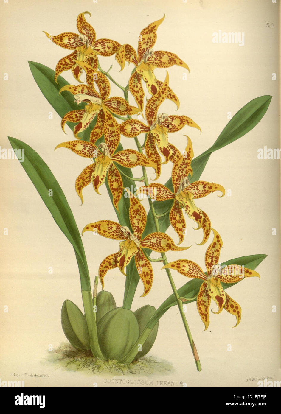 A volume from 'The Orchid Album,' featuring illustrations of rare and ...