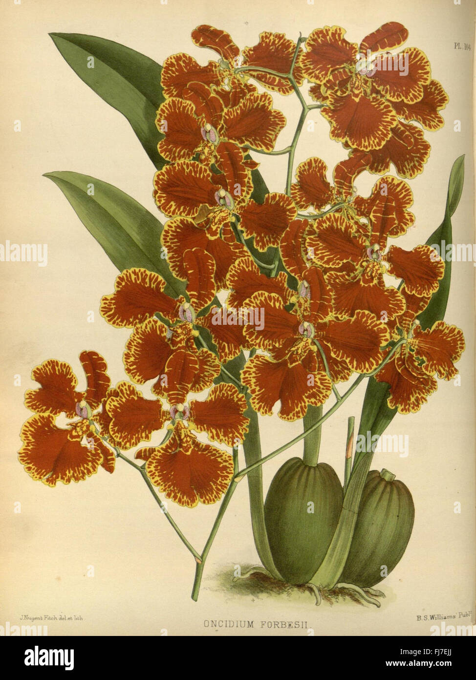 R. Warner & B.S. Williams - The Orchid Album - volume 03 - pla Stock ...