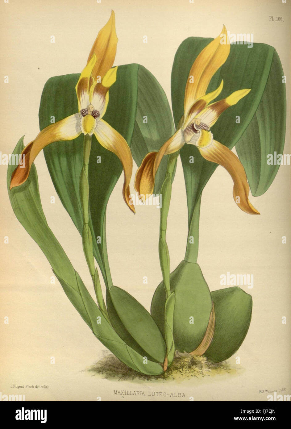 A volume from 'The Orchid Album' series, providing illustrations of ...