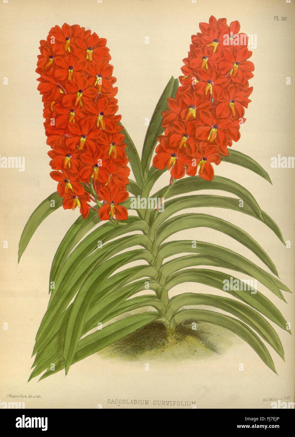 The *Orchid Album* is a detailed compilation of orchid species with ...
