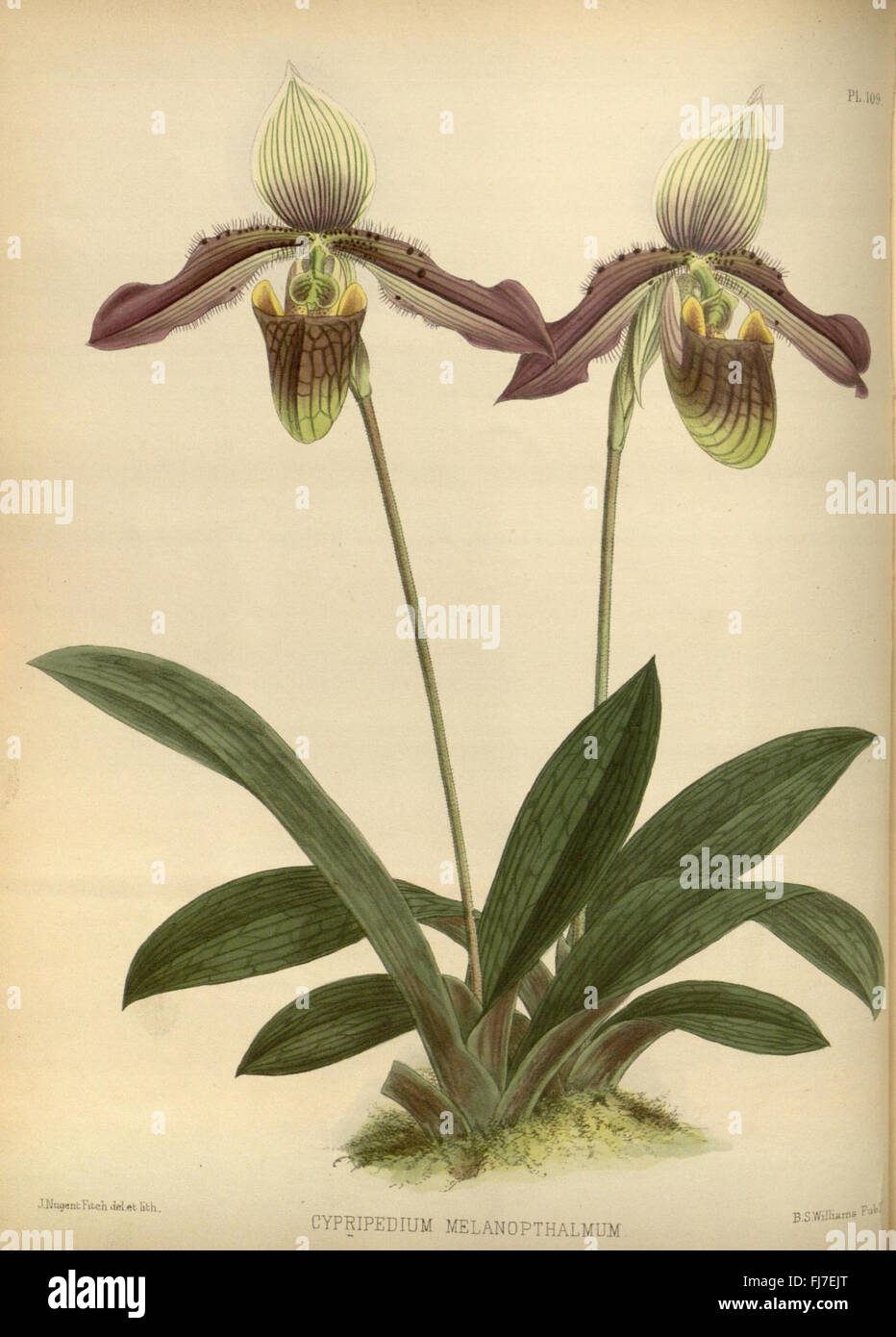 R. Warner & B.S. Williams - The Orchid Album - volume 03 - pla Stock ...