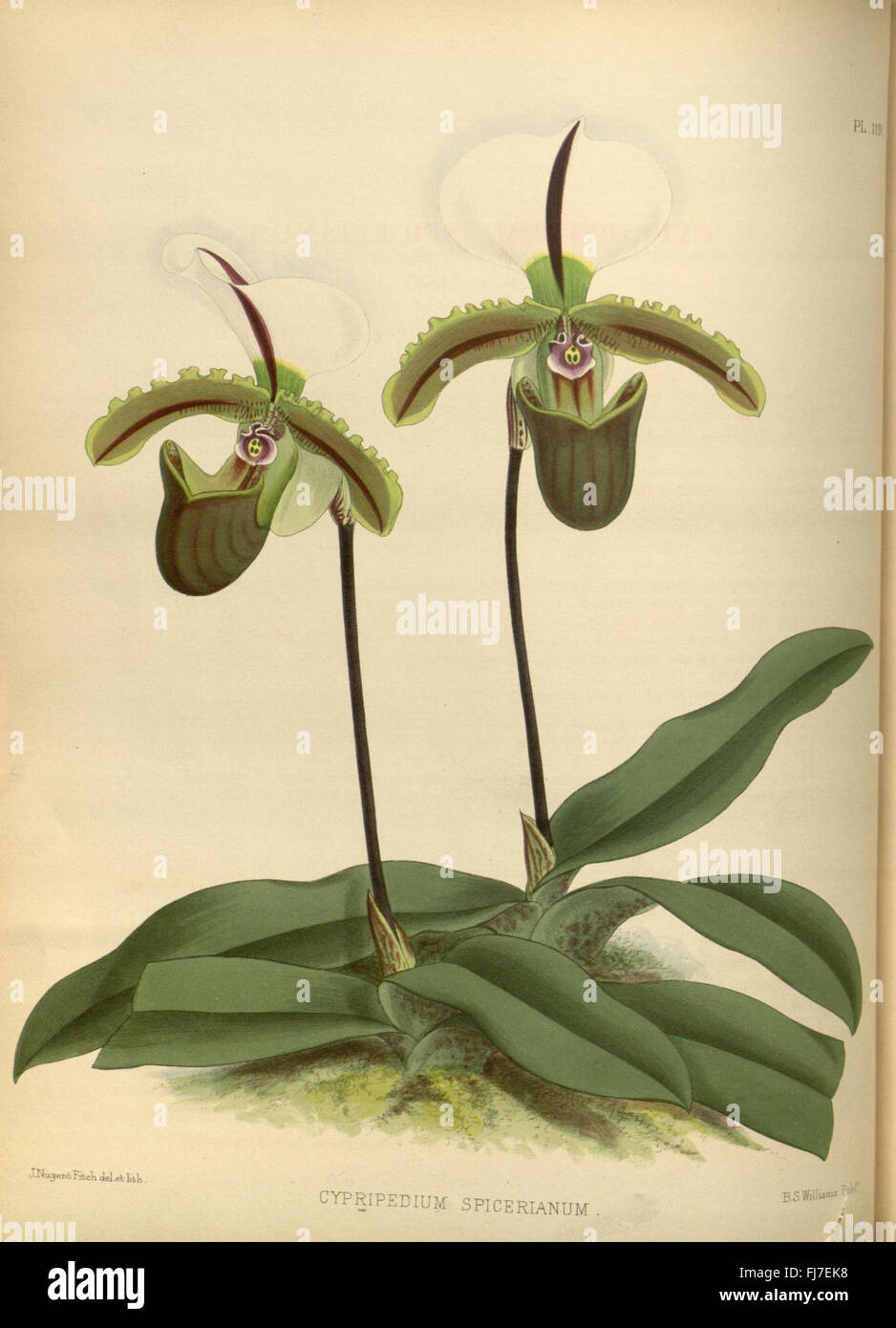 An illustrated volume of 'The Orchid Album,' featuring various orchid ...