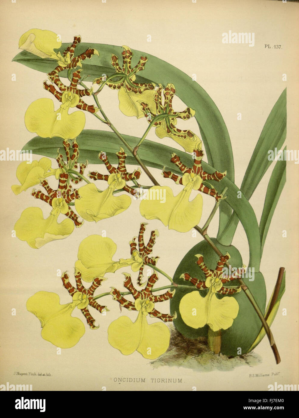 A detailed illustration from 'The Orchid Album' (Vol. 03), showcasing ...