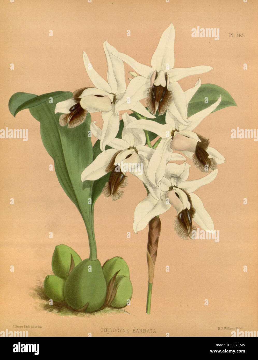 An illustrated volume of orchids, Missouri Botanical Garden, Peter H ...