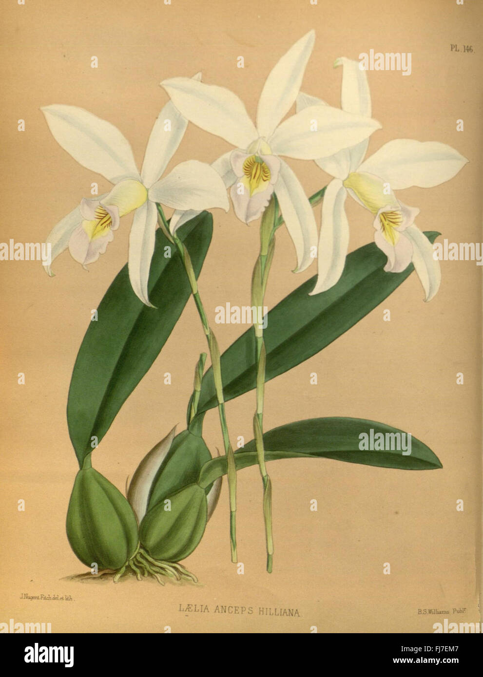 An issue from 'The Orchid Album,' featuring detailed illustrations and ...