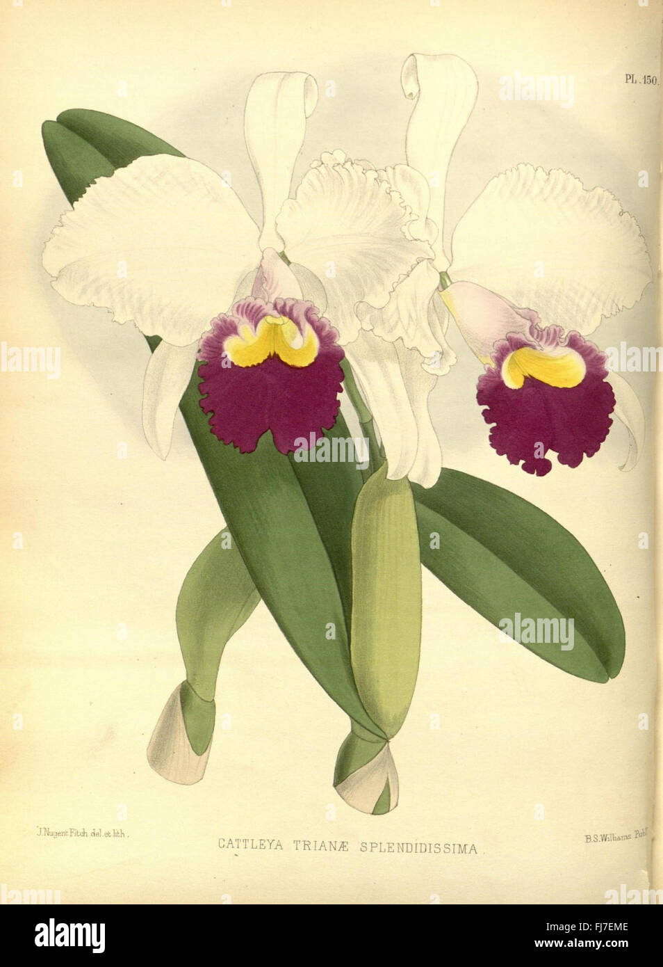 Botanical drawings of various orchid species hi-res stock photography ...