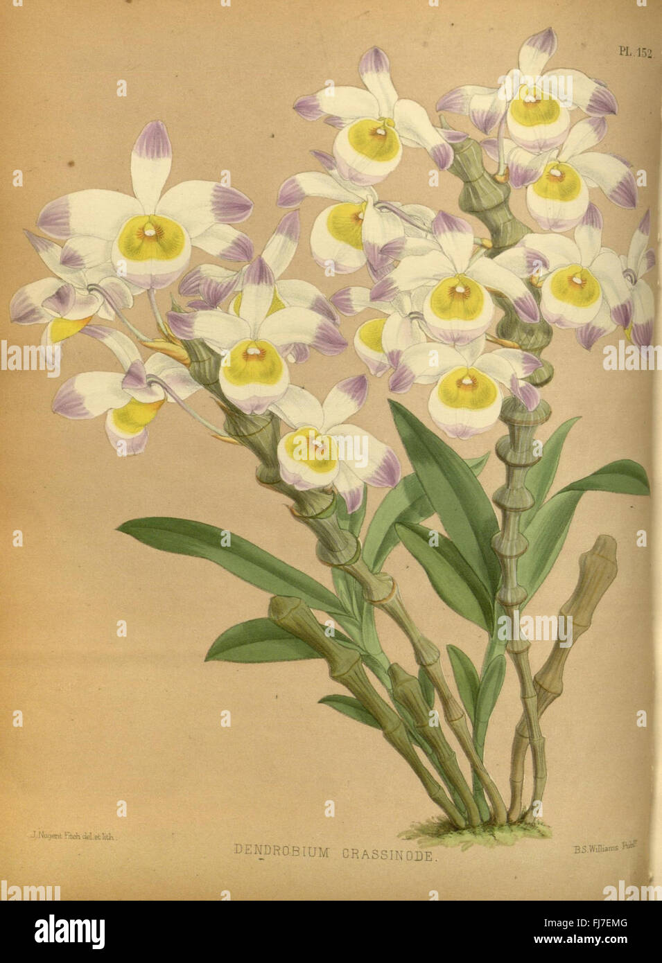 A vibrant illustration from 'The Orchid Album,' showcasing rare and ...