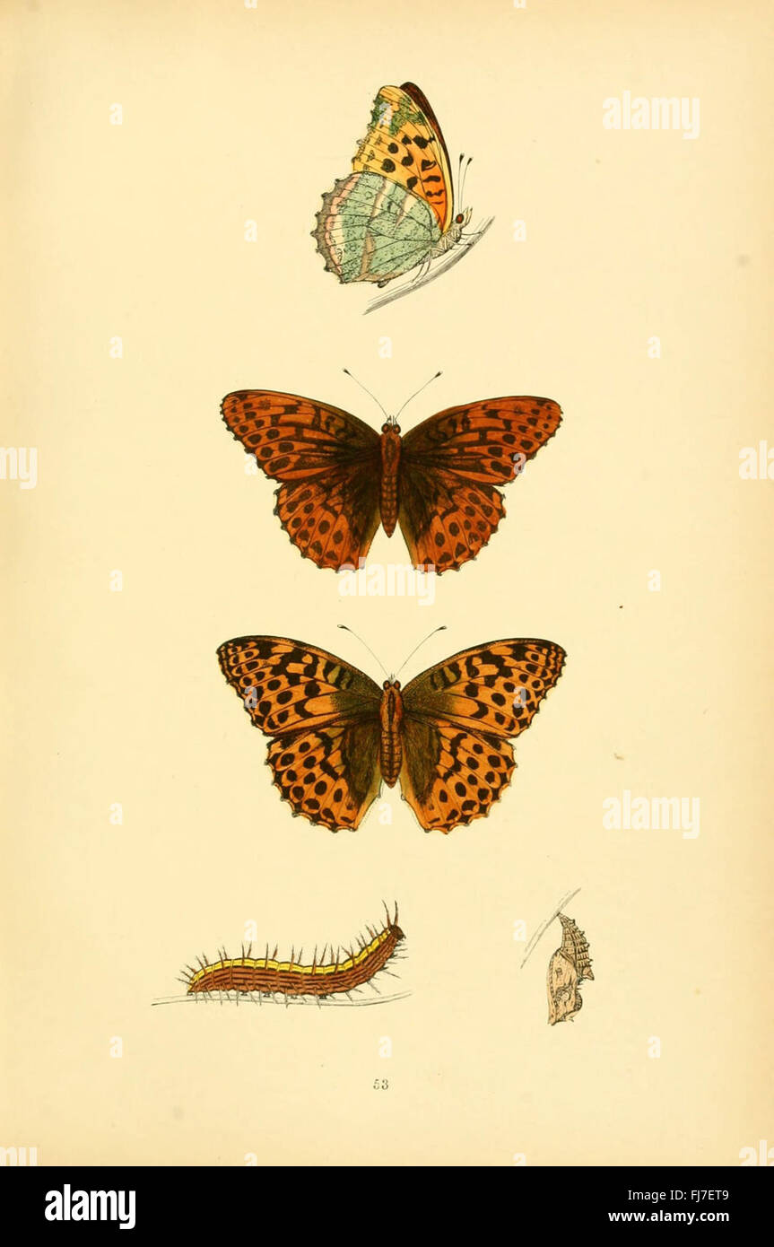Comprehensive history and visual depiction of British butterfly species ...