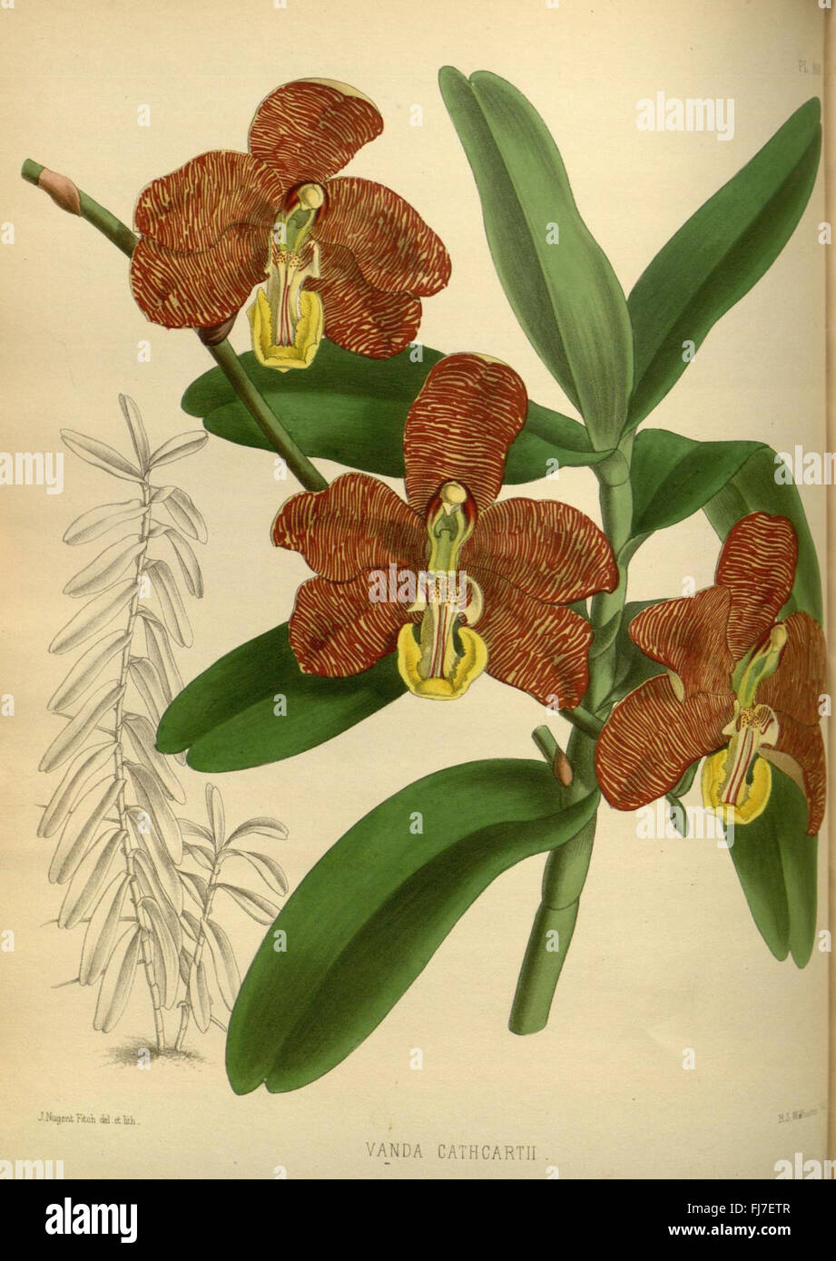 The fourth volume of *The Orchid Album* by R. Warner and B.S. Williams ...