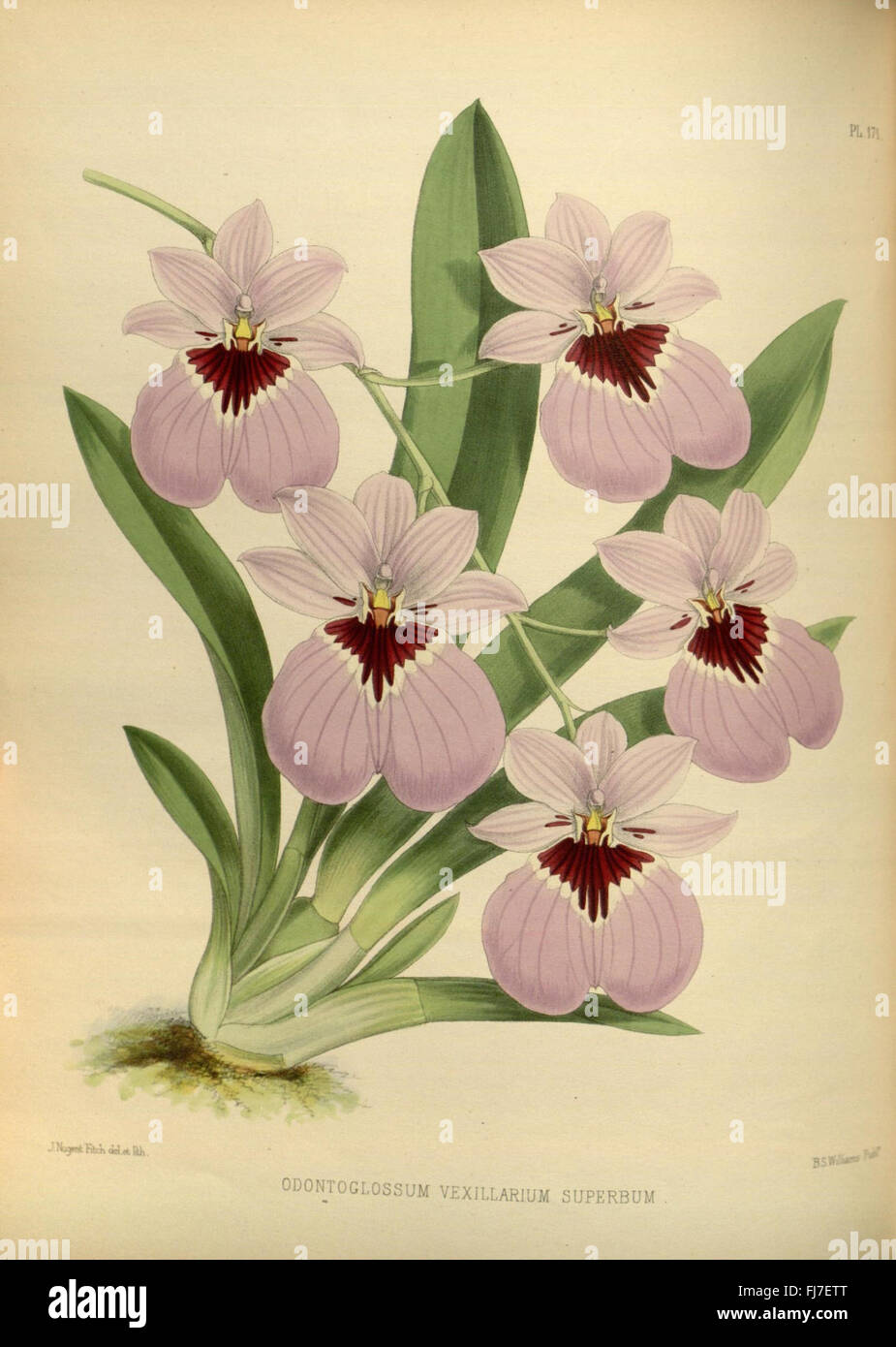 Volume 4 of the Orchid Album, showcasing orchids from the Orchidaceae ...