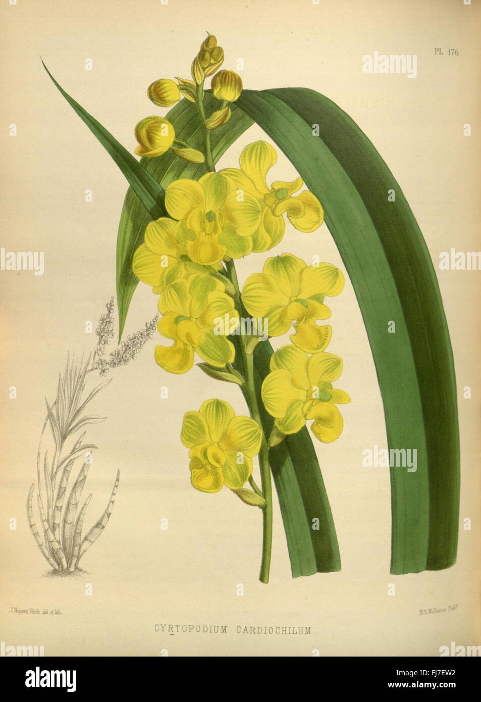 An issue from 'The Orchid Album' featuring detailed illustrations of ...