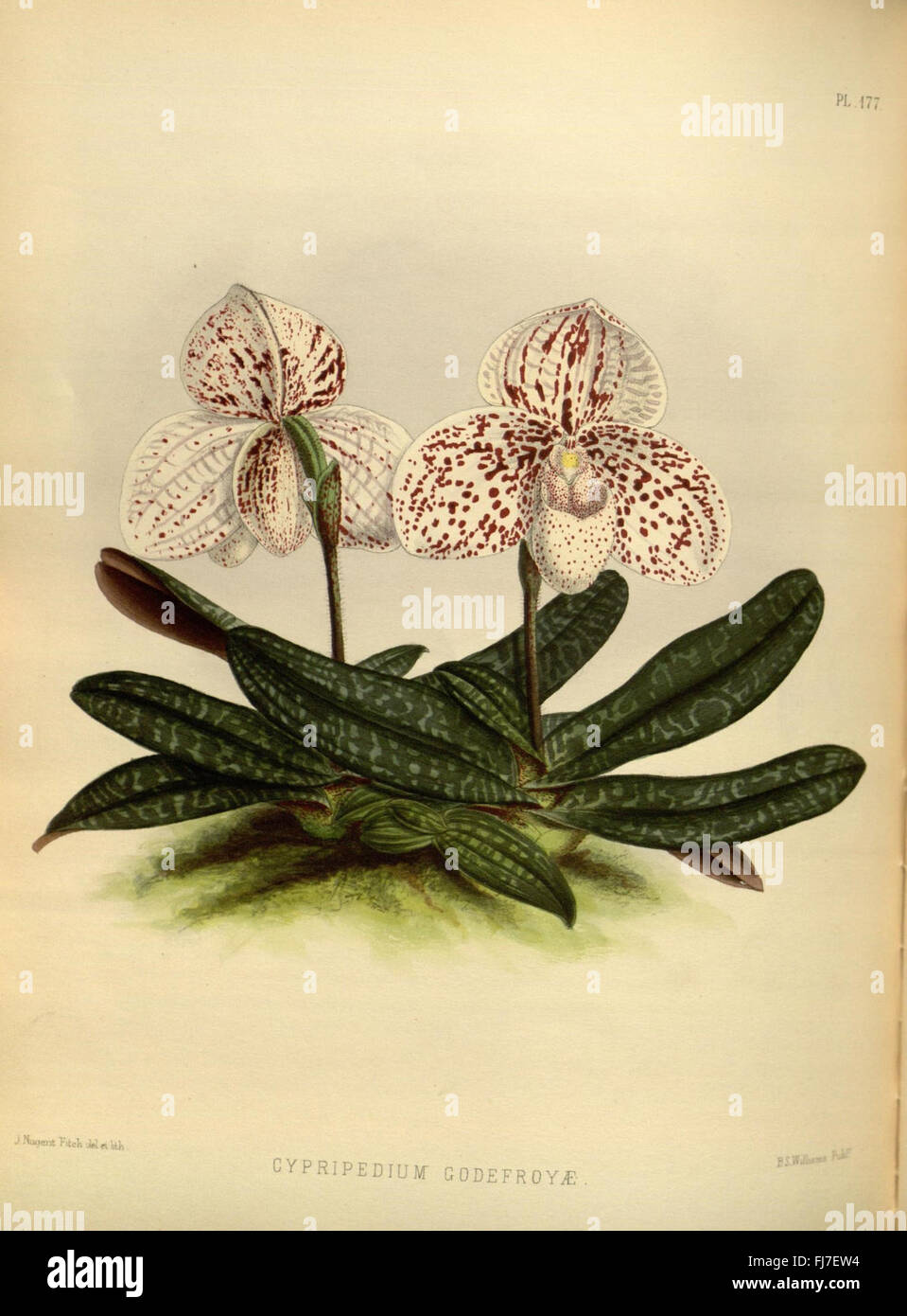 An illustrated volume of the Orchid Album, showcasing a variety of ...